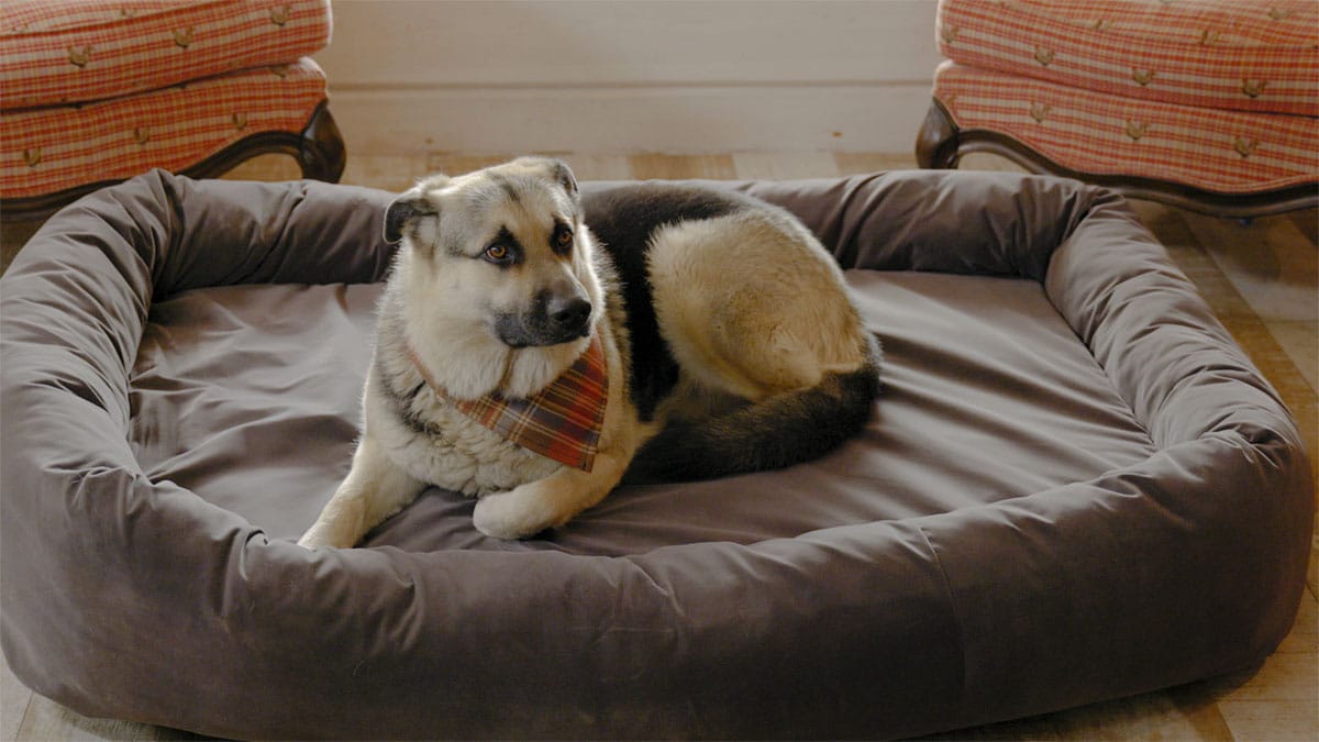 Mammoth Dog Bed Features - Mammoth Dog Beds